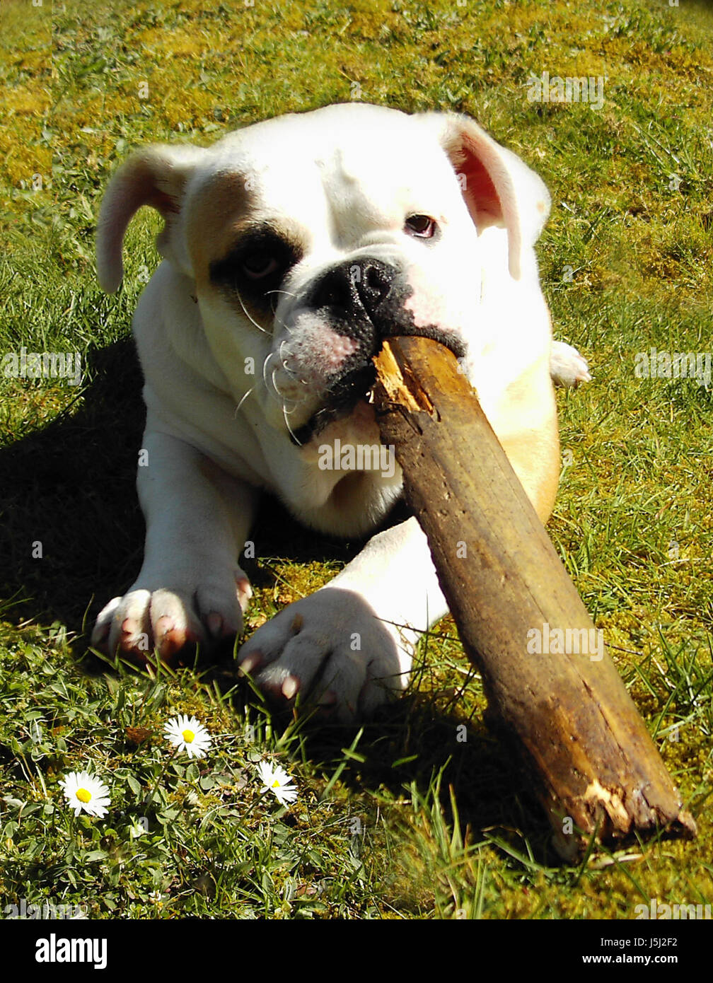 joschi and his cane Stock Photo - Alamy