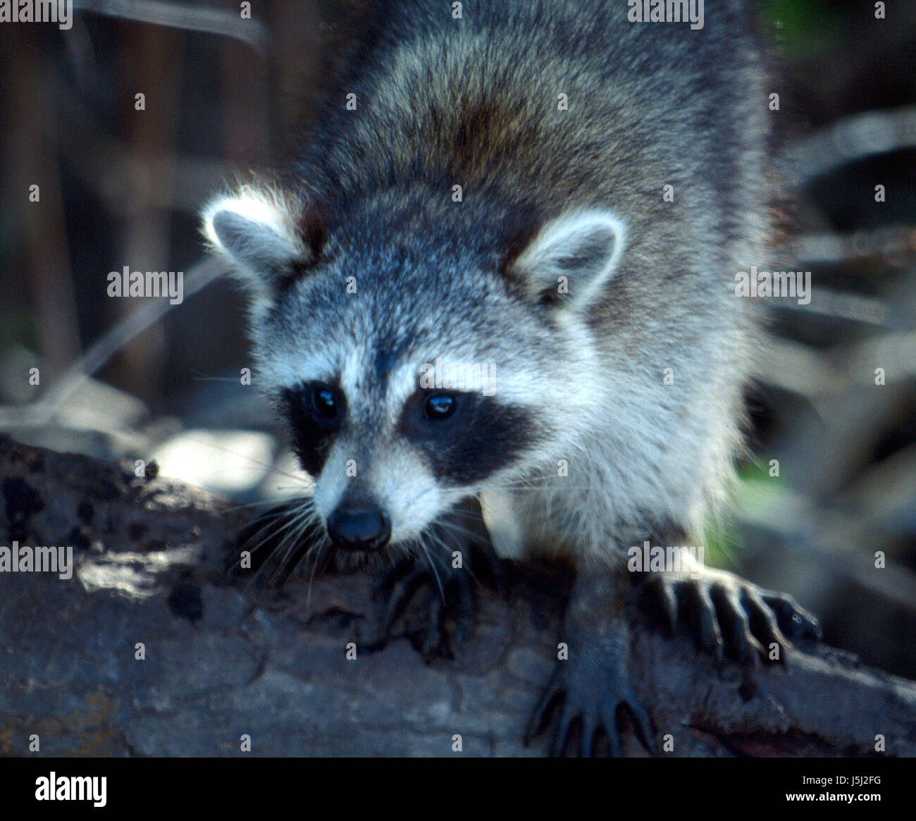 robert nature b fishman ecomedia tiere waschbaeren waschbaeren ...