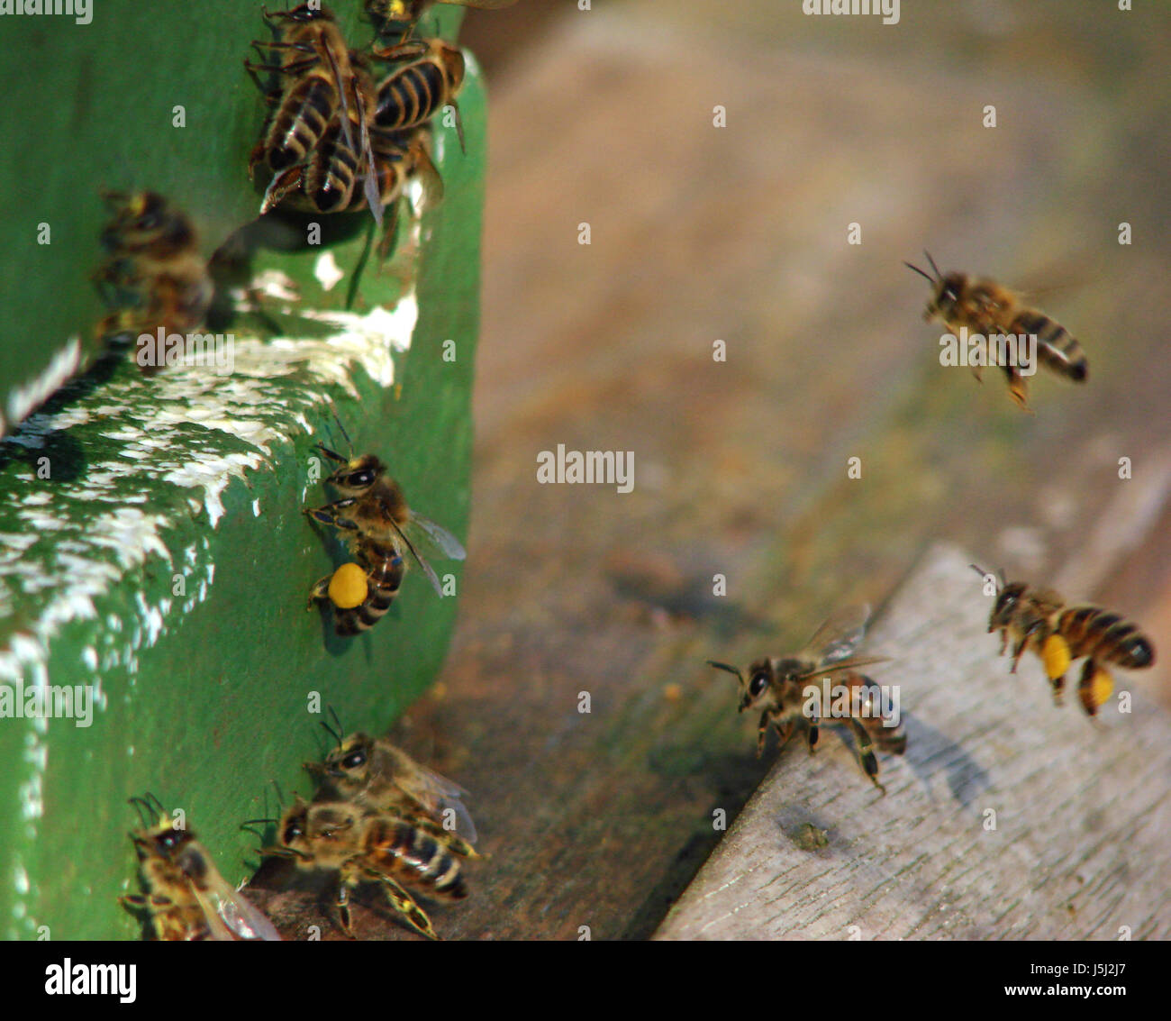 bees at work Stock Photo - Alamy