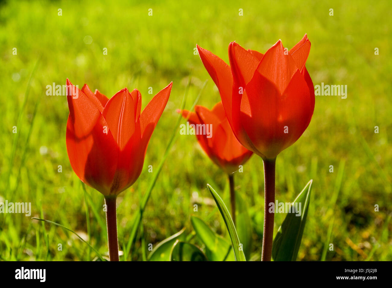 colour flower plant bloom blossom flourish flourishing flowers spring ...
