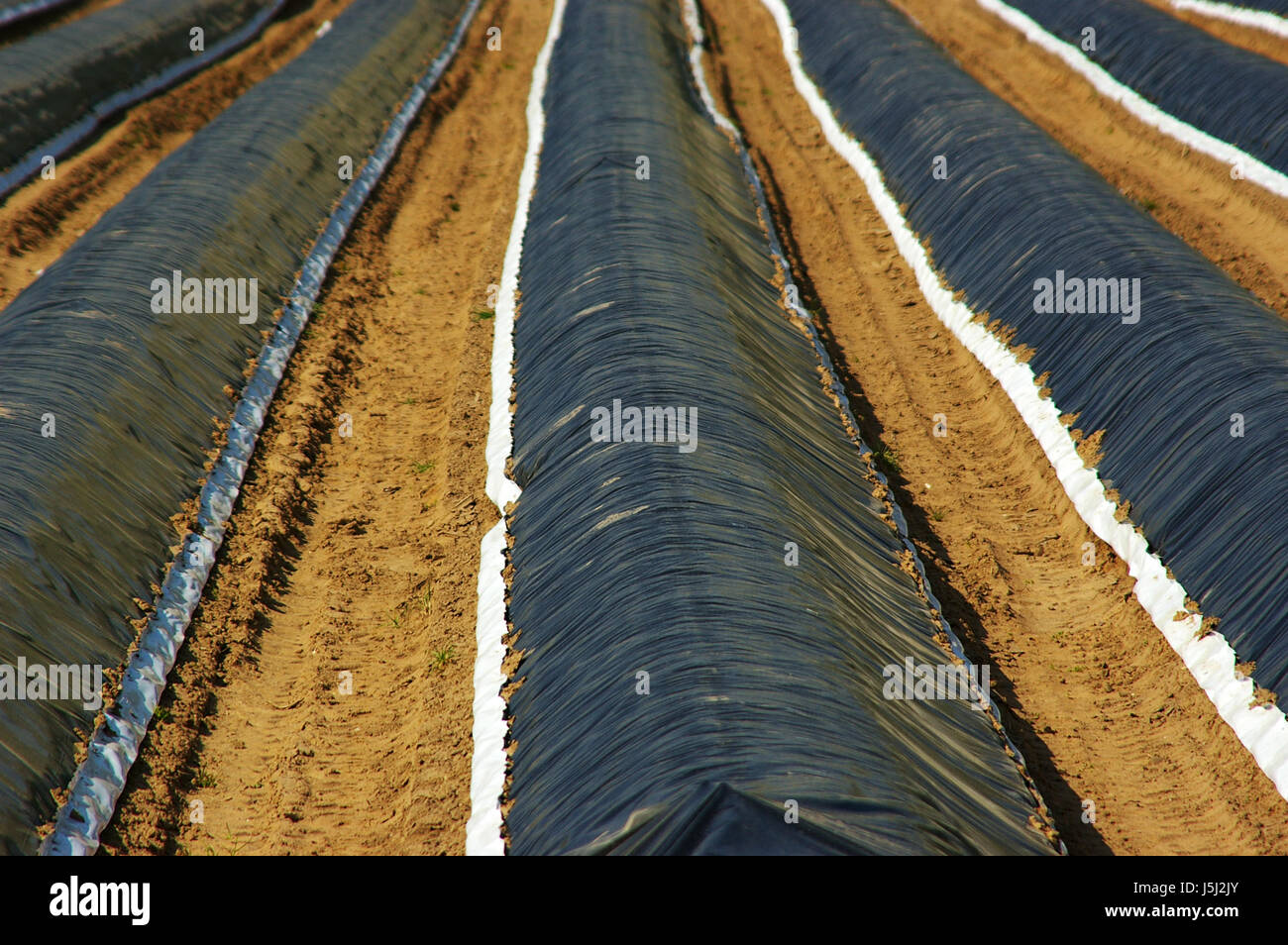 vegetable protect protection asparagus array foil globe planet earth ...