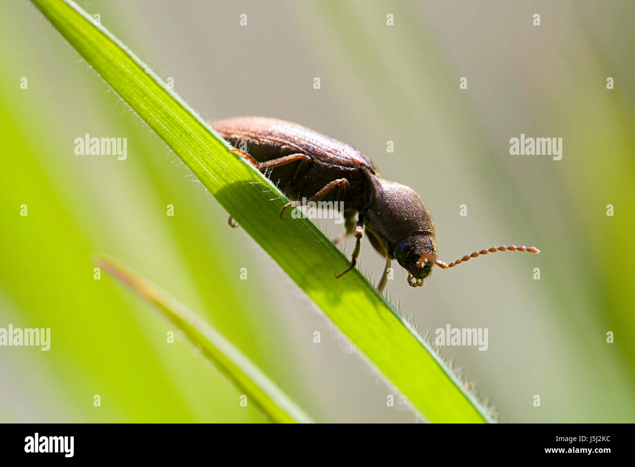 shine shines bright lucent light serene luminous insects green brown ...