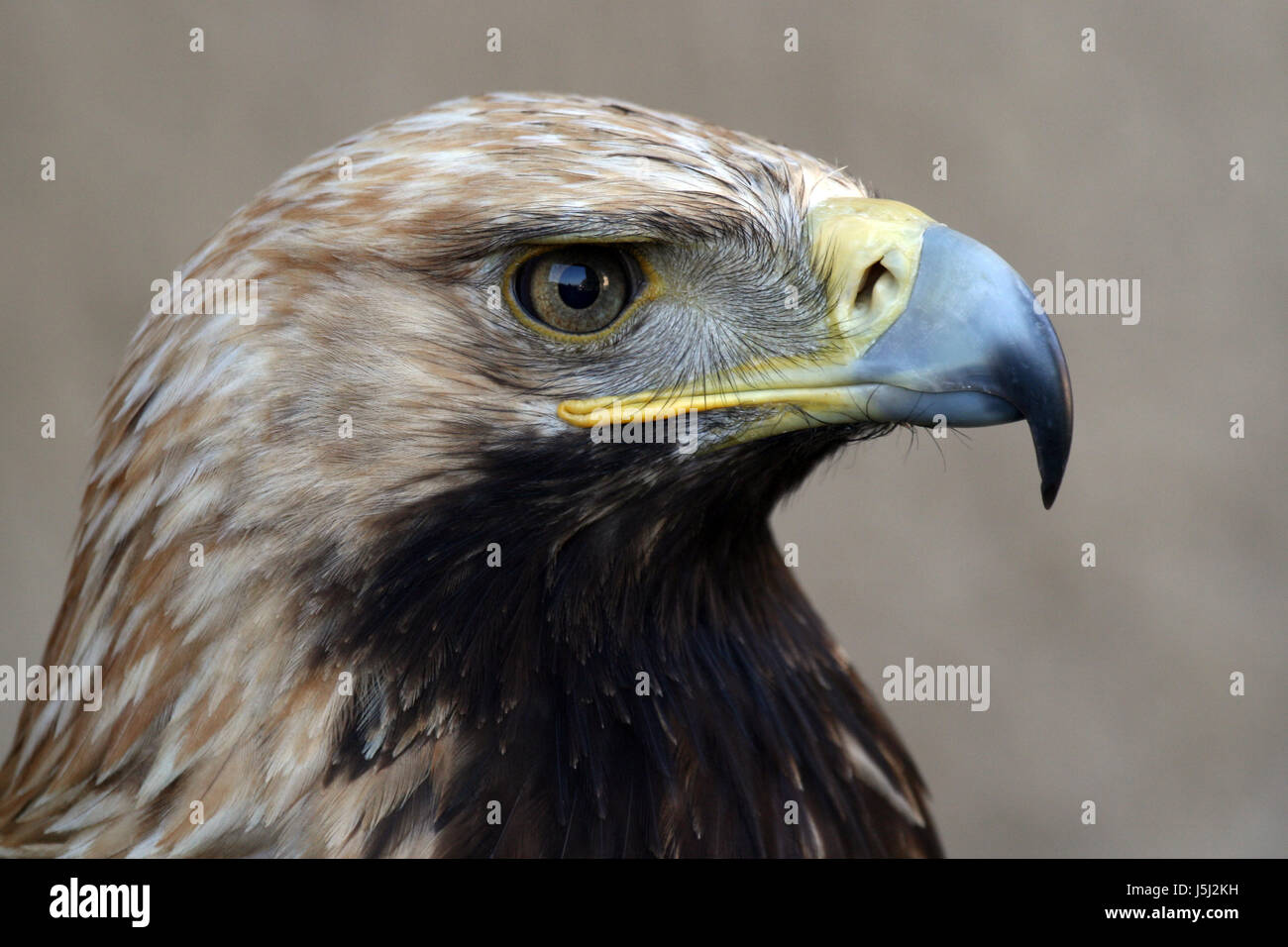 bird birds raptor birds of prey eagle falconry kaiseradler greif ...