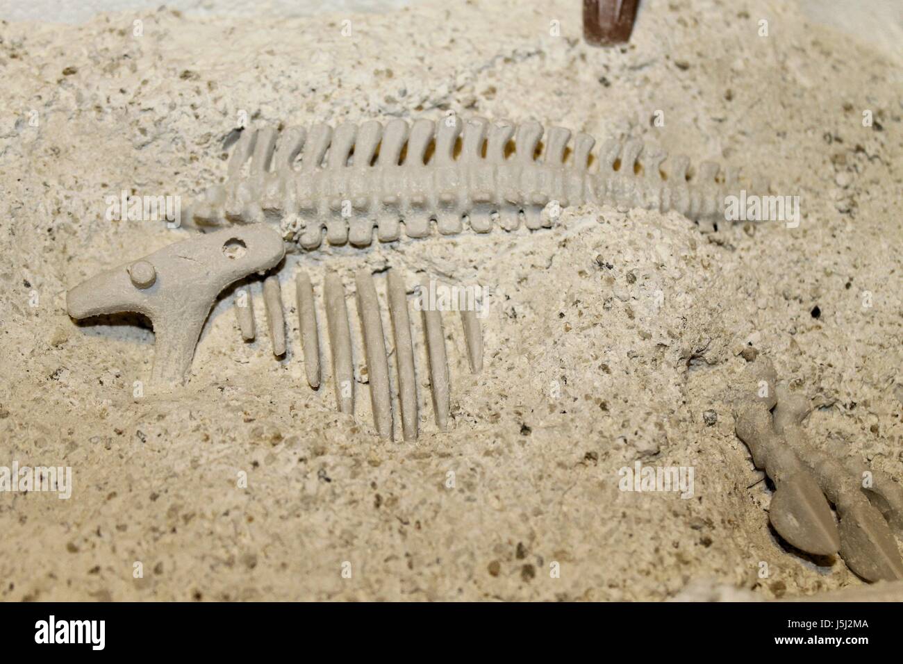 Human spine fossil hi-res stock photography and images - Alamy