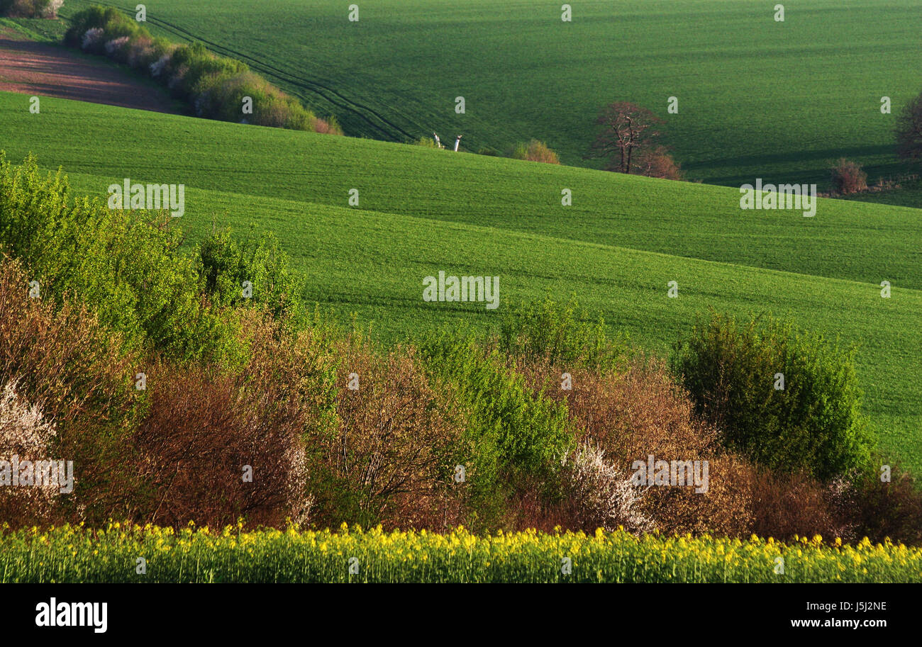 tree trees bloom blossom flourish flourishing coloured colourful ...