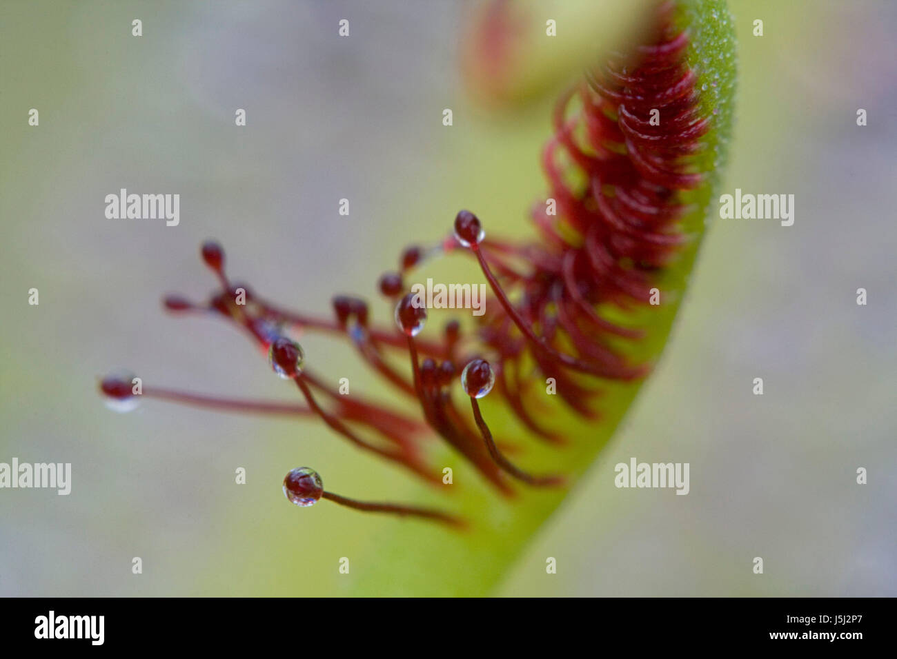 plant green drop fen tear down carnivorous red drip drops seeping ...