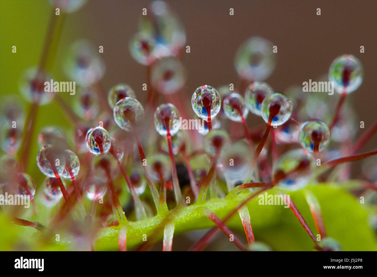 Insektenfangende hi-res stock photography and images - Alamy