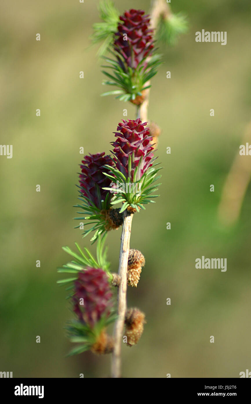 leaf tree green bloom blossom flourish flourishing leaves blossoms bud ...