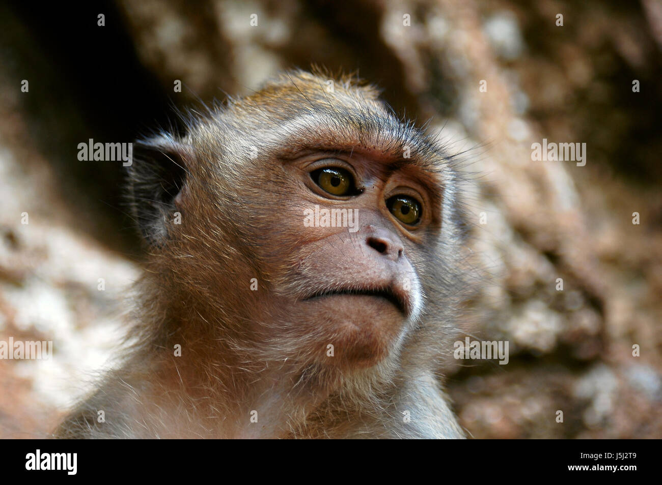 animal animals portrait monkey exotic apes animal world primates ...