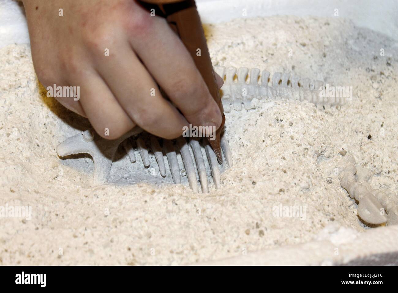 Human spine fossil hi-res stock photography and images - Alamy