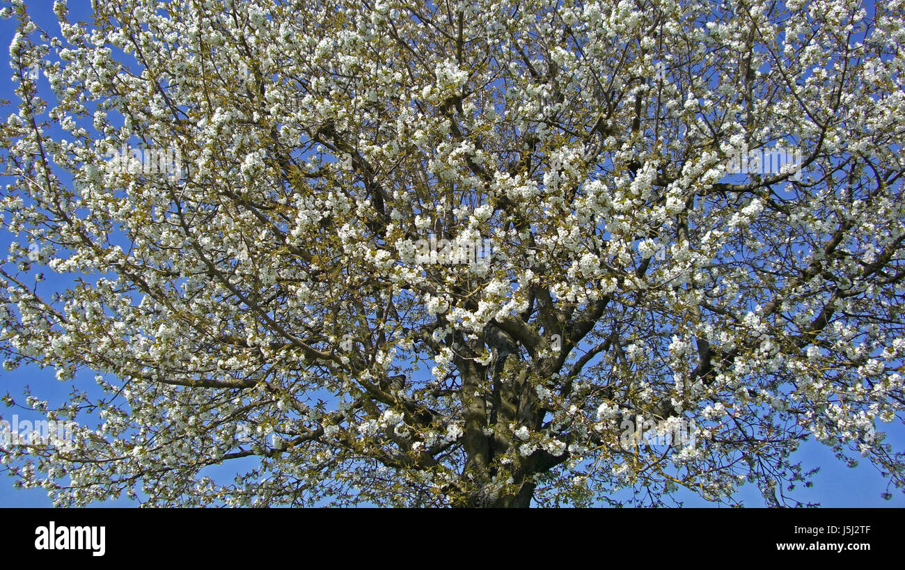 blue blossoms branches spring apple tree fruit-tree bleed apple trees ...