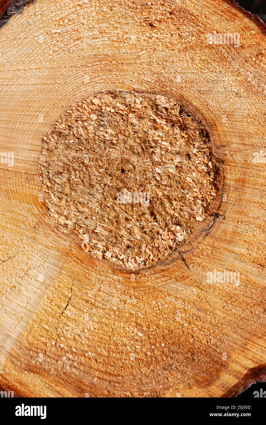tree trees wood trunk bark saw cross-section conifer forest say annual ...