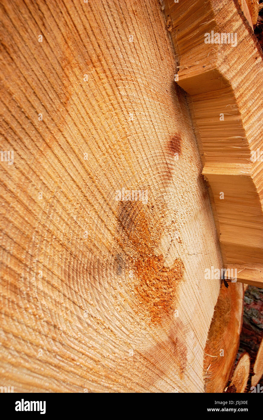 Cross section conifer tree trunk hi-res stock photography and images ...