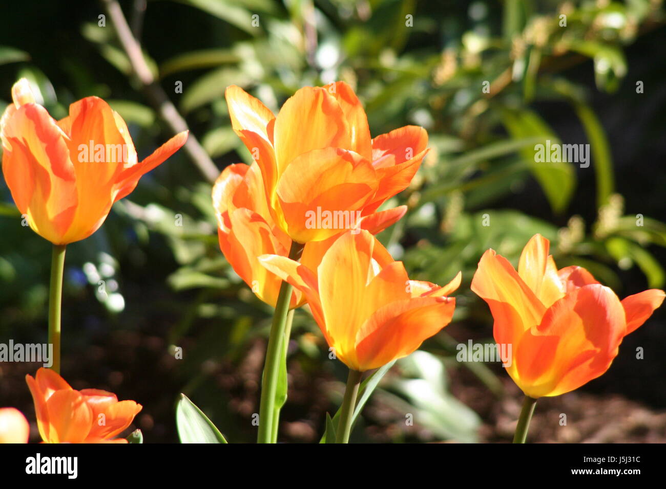 tulips in sunlight Stock Photo - Alamy