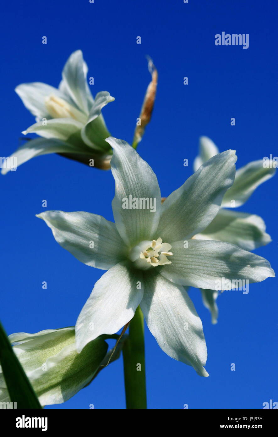 blue shine shines bright lucent light serene luminous flower plant ...