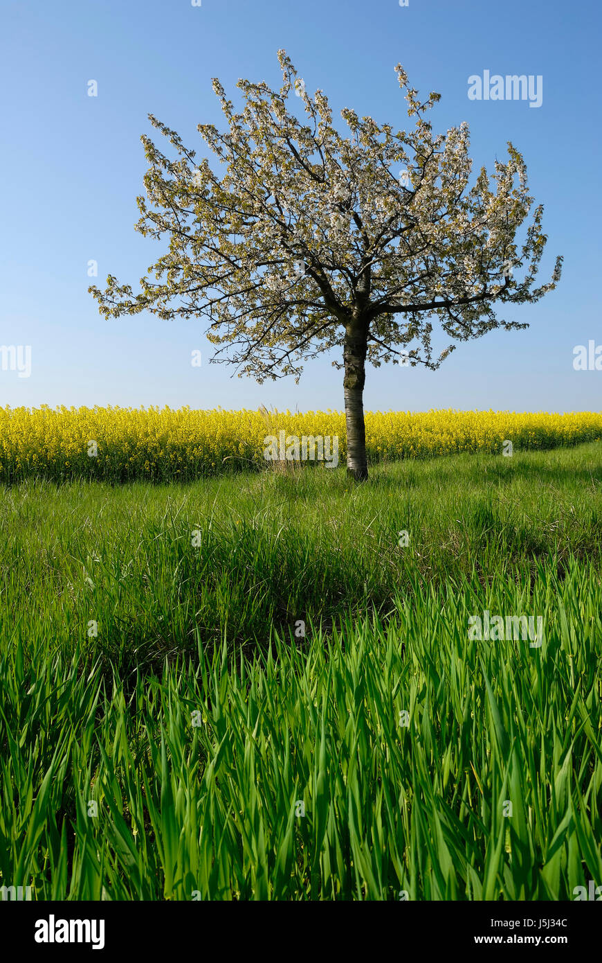 colors of spring iii Stock Photo - Alamy