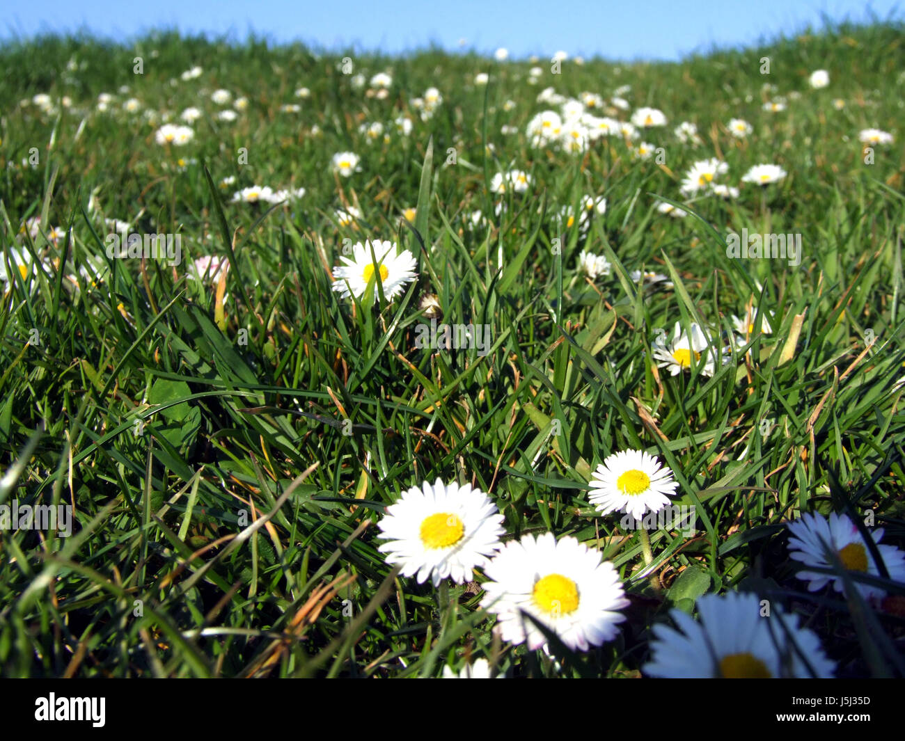 flower flowers plant spring weed florets dike daisy meadow grass lawn ...