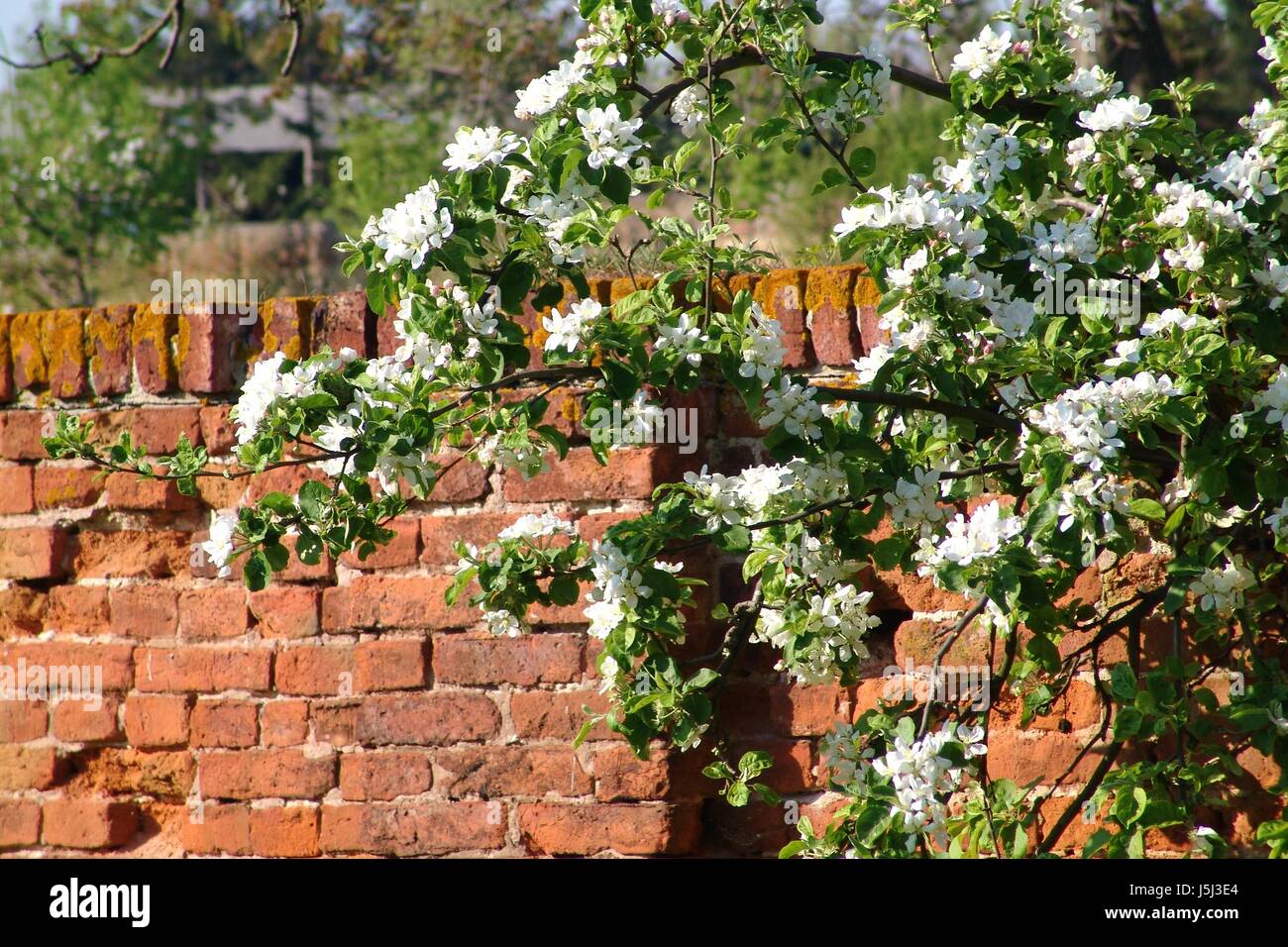 blossoms spring apple tree bleed nature blue life exist existence ...