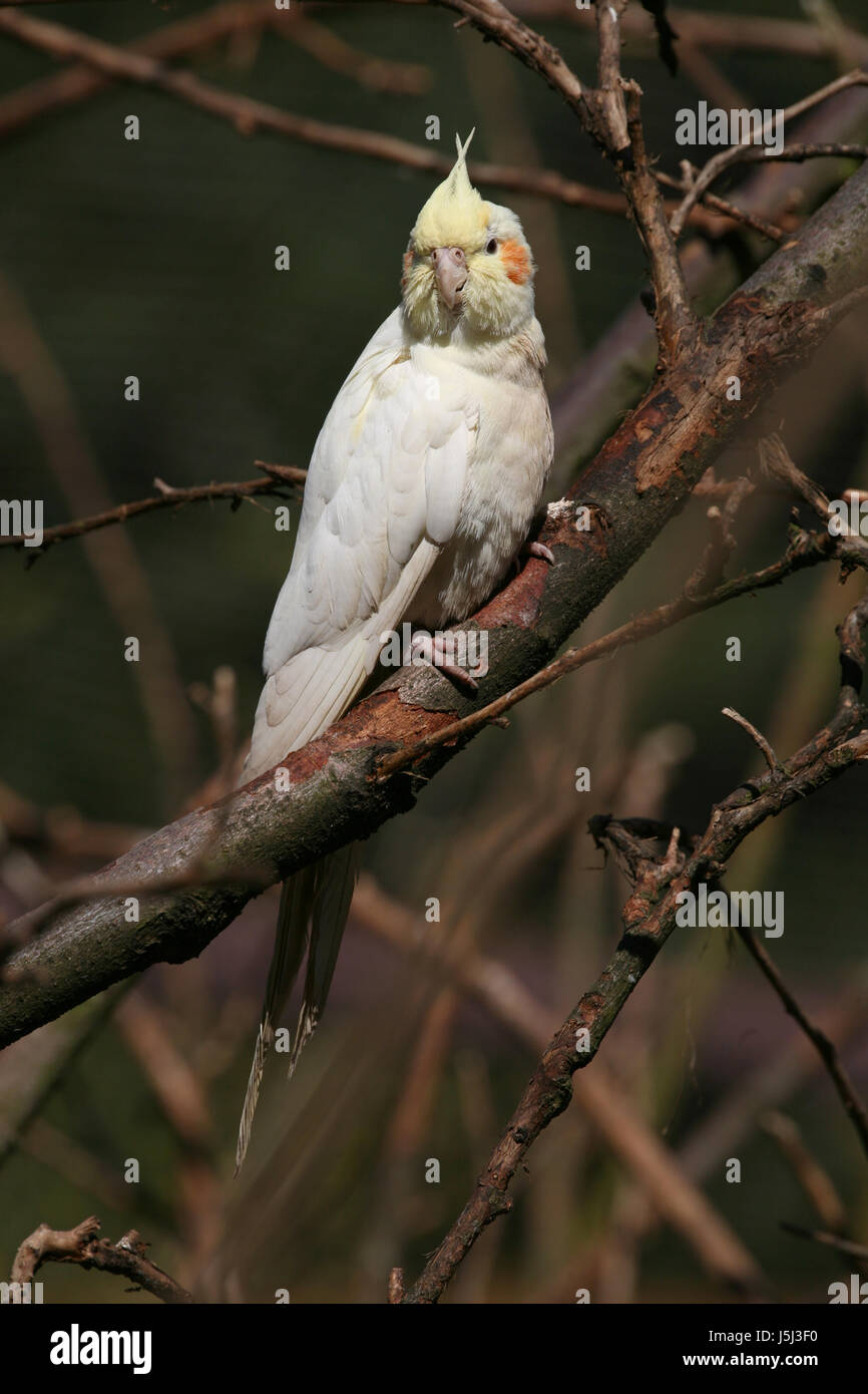 Lutino cockatiel hi-res stock photography and images - Alamy