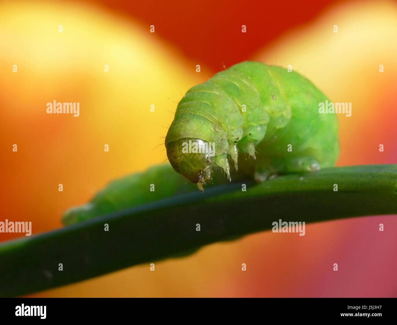 caterpillar in colours Stock Photo - Alamy