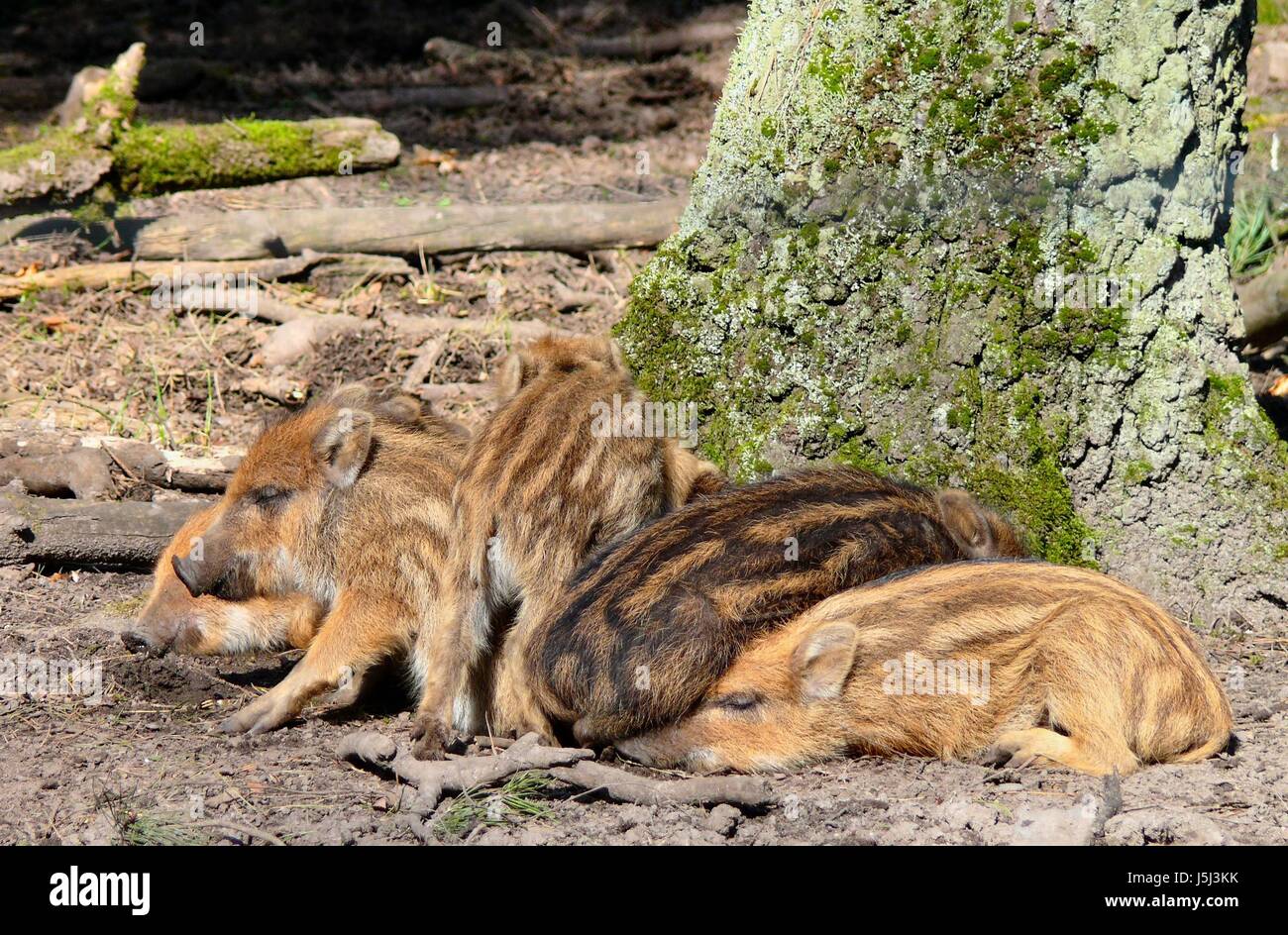 suns wellbeing sleep sleeping mammals idle lazy tired wild boar pig ...
