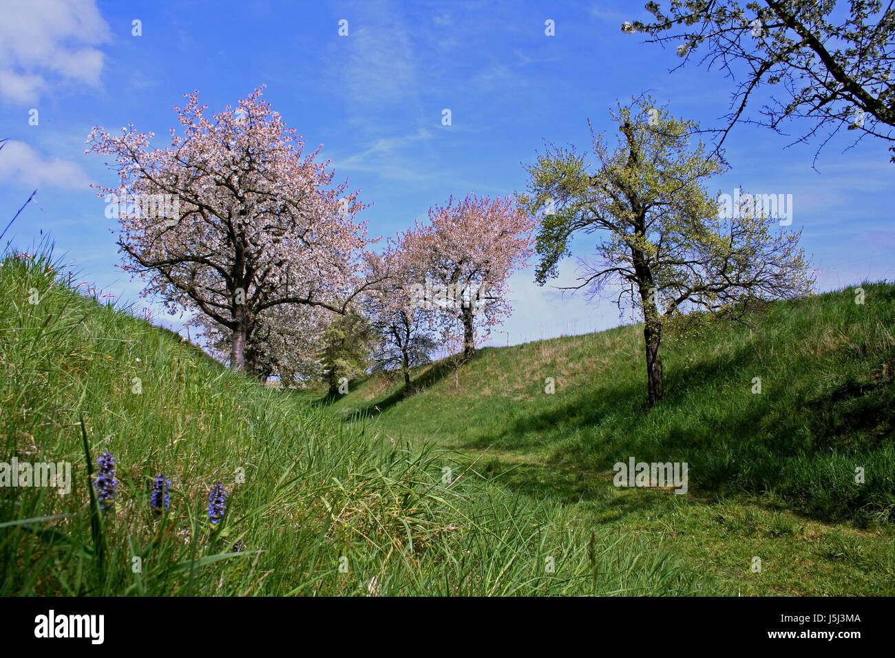 blue tree green bloom blossom flourish flourishing dirt road field ...