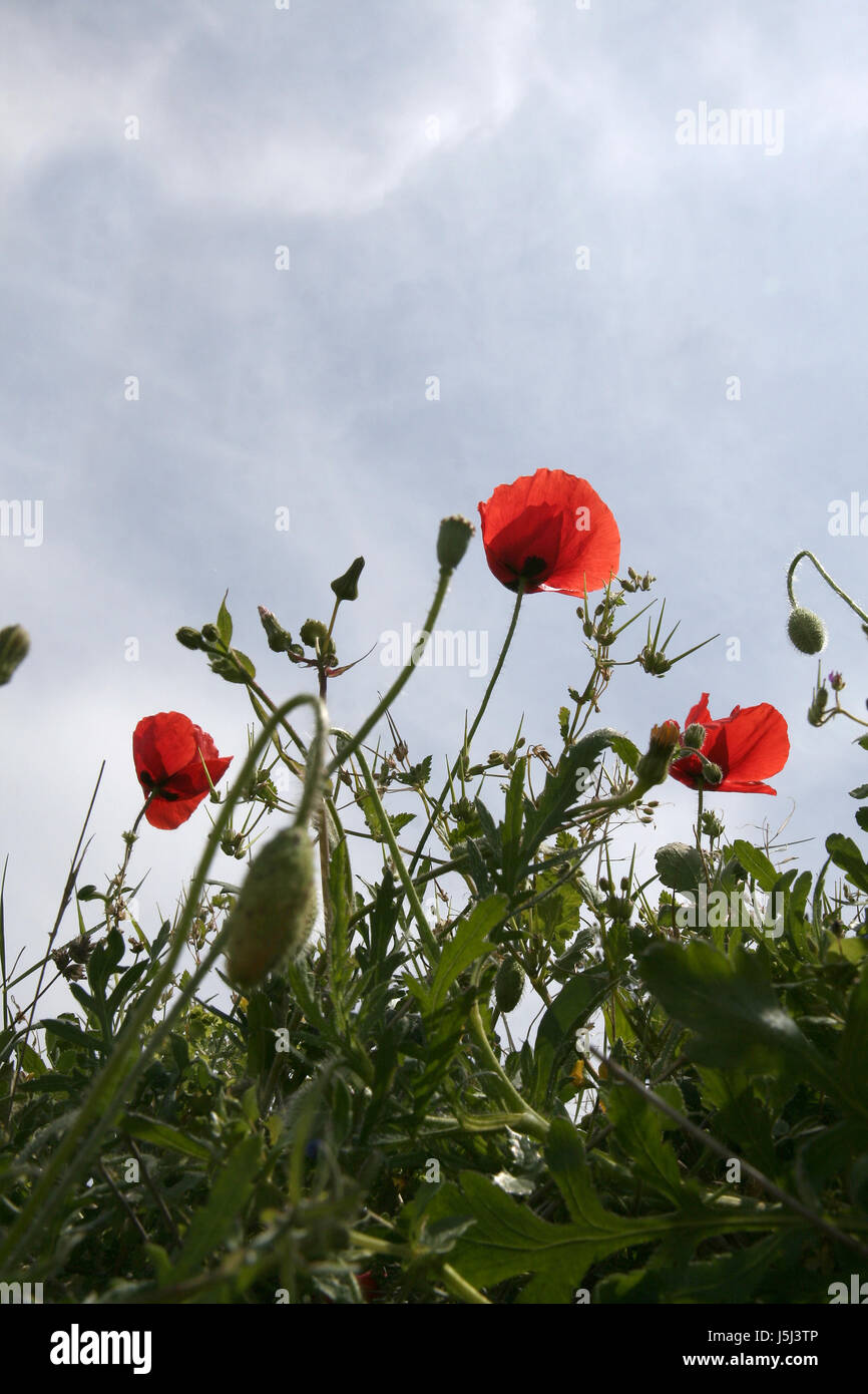 flower plant green bloom blossom flourish flourishing poppy corn poppy ...