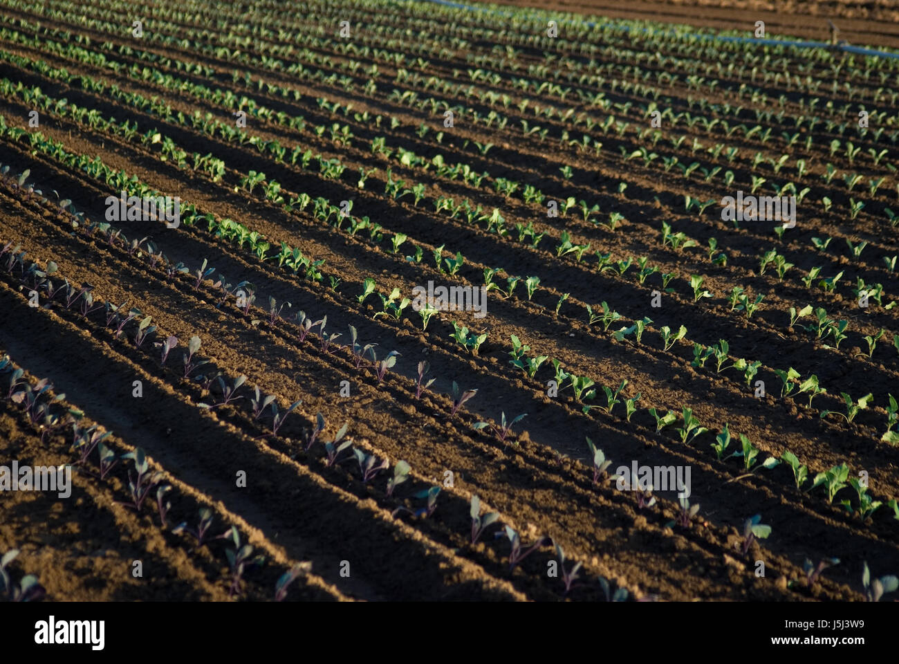 green diagonal tubers vegetable tuber market garden regular plantation ...