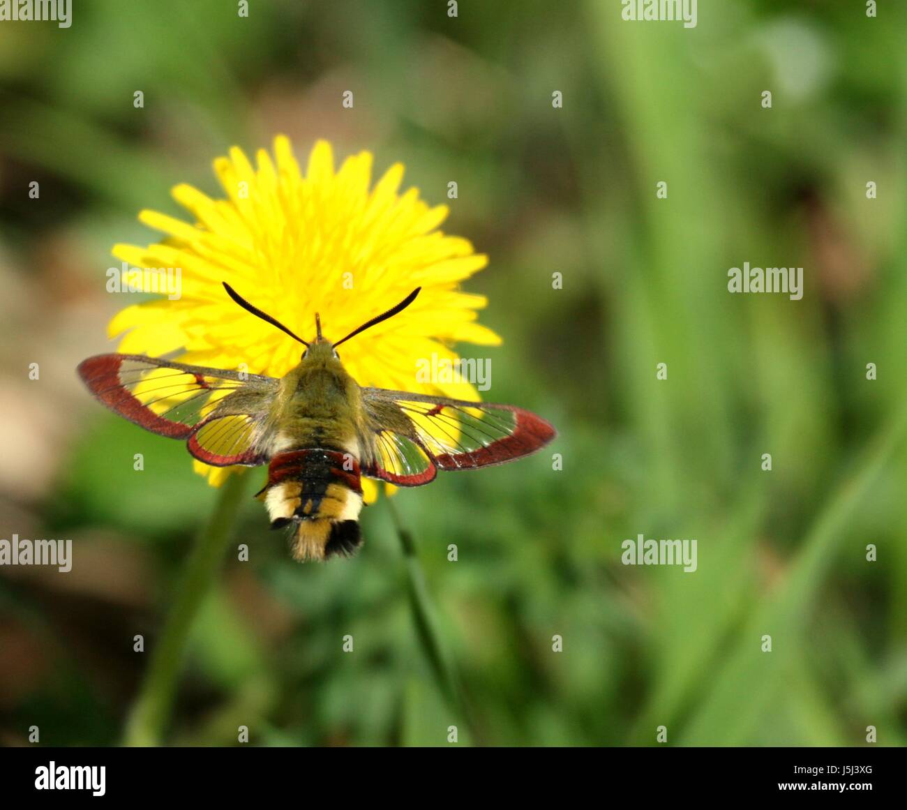 flower plant insects green bloom blossom flourish flourishing butterfly ...