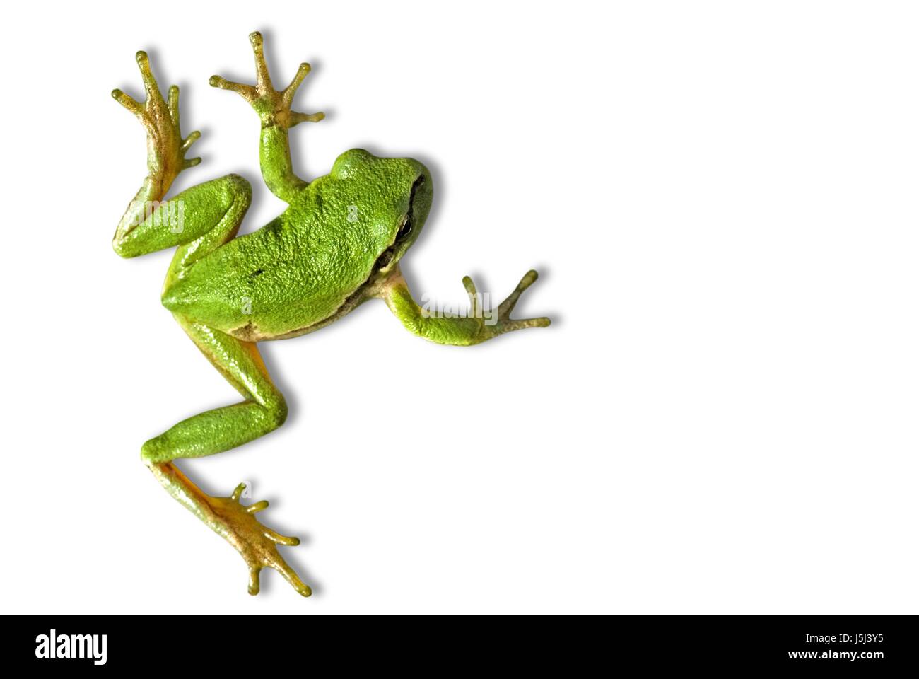 green conservation of nature amphibians greenback tree frog fresh water ...