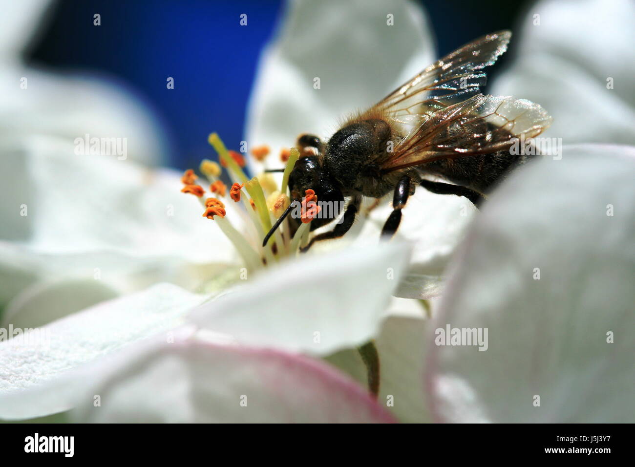 Industrious hi-res stock photography and images - Alamy