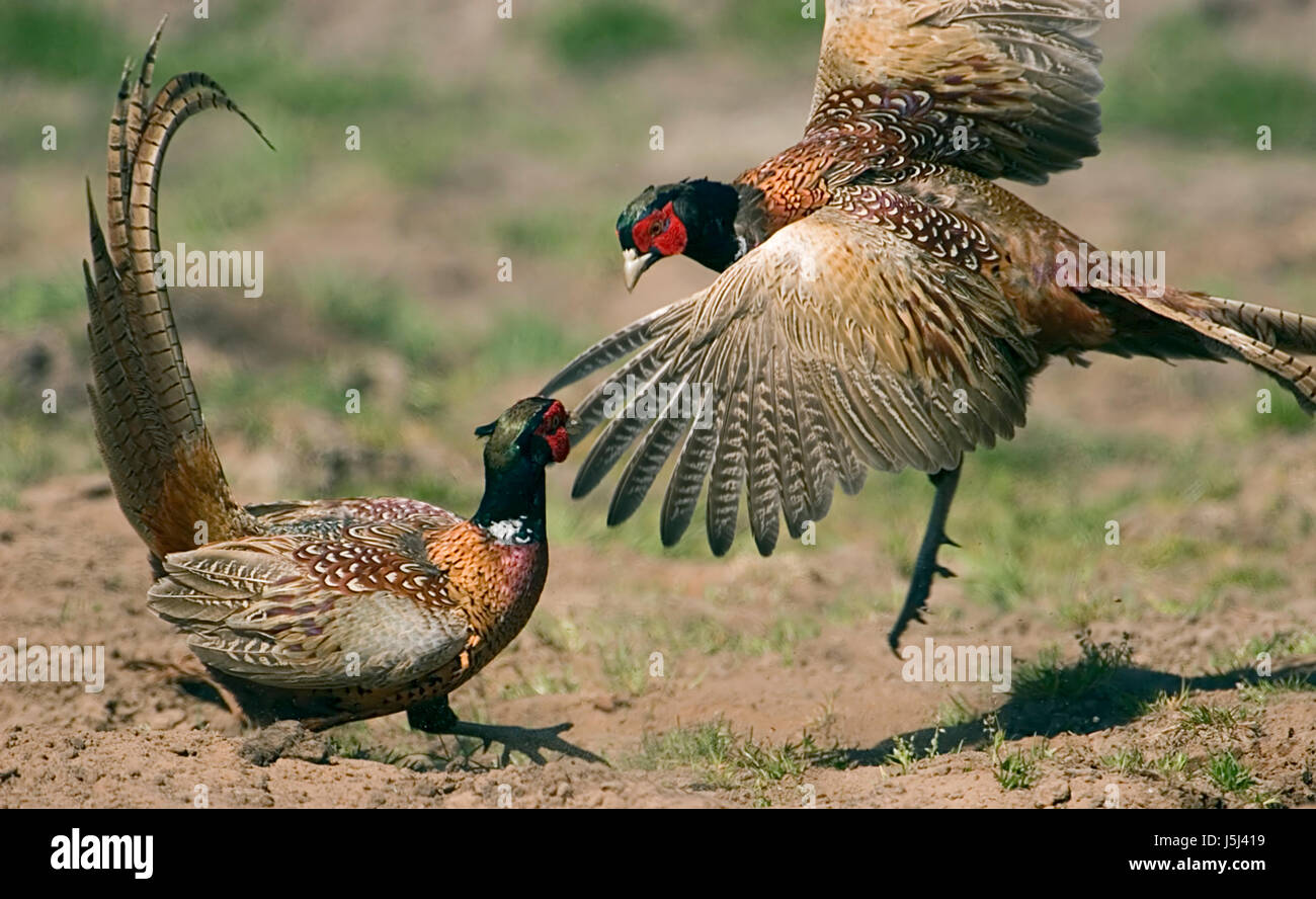 fight fighting bird birds pheasant bird birds pheasant pheasants ...
