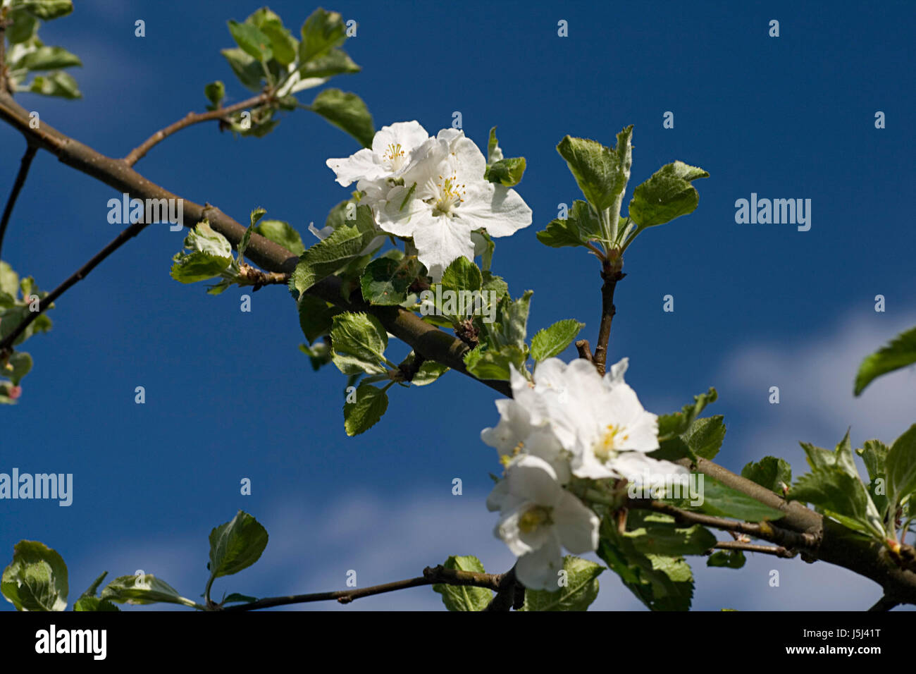 blue tree green bloom blossom flourish flourishing spring apple tree ...