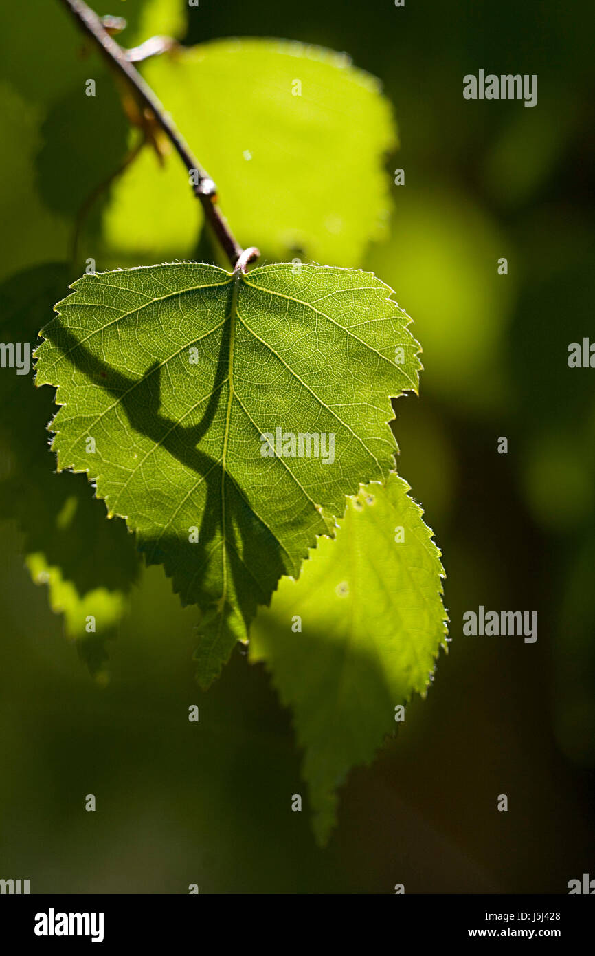 tree trees green leaves small tiny little short counter-light delicate ...