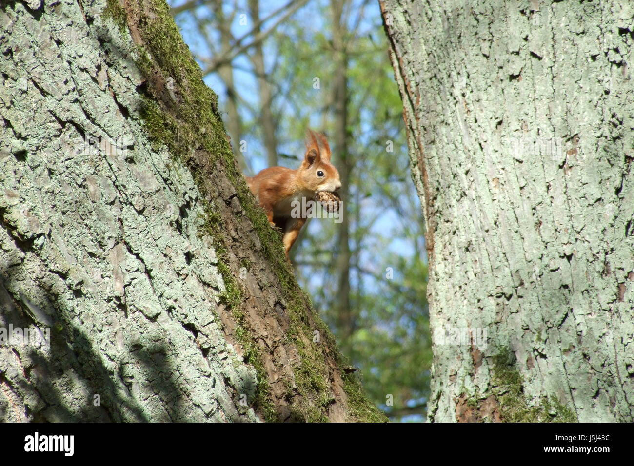 squirrel with walnut Stock Photo - Alamy