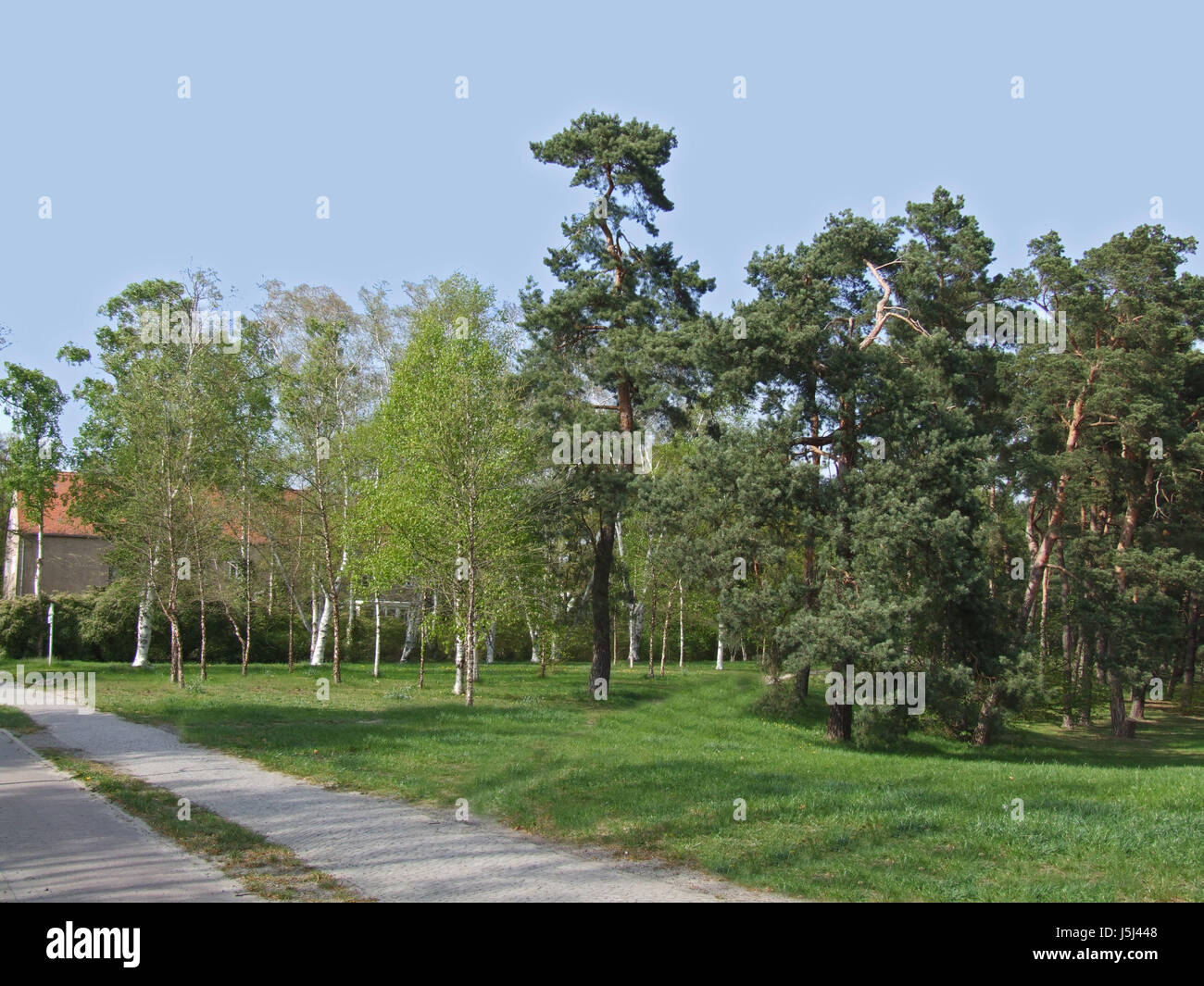 the tree is green Stock Photo - Alamy