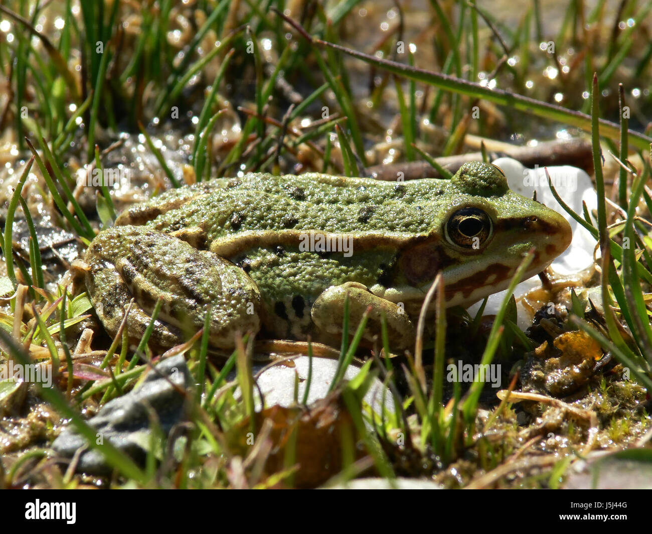 Water warts hi-res stock photography and images - Alamy