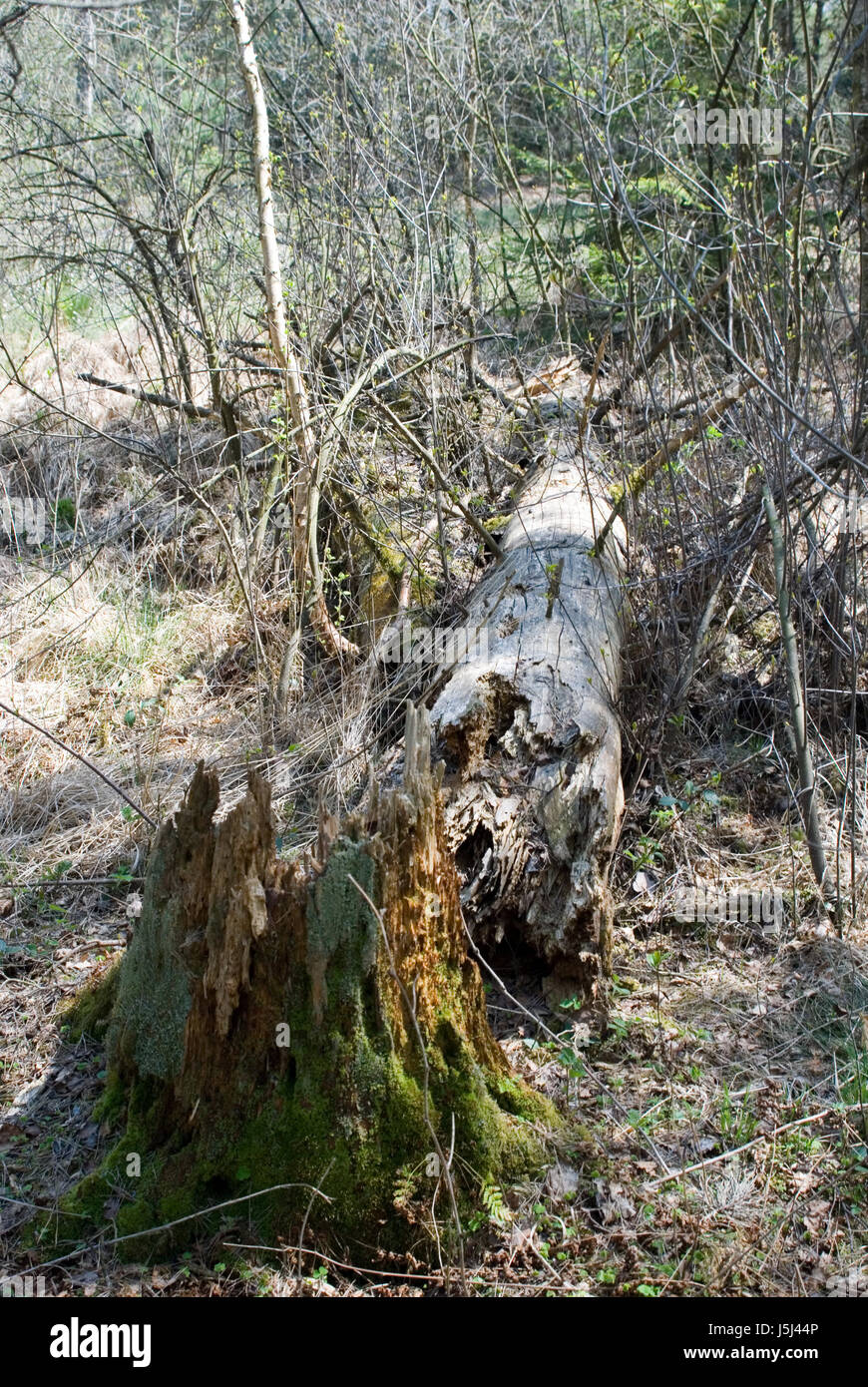 tree conservation of nature nature-sanctuary fen rotten decay moldiness ...