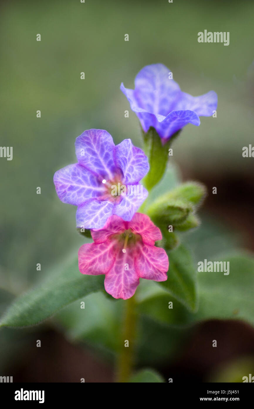 blue flower plant green blossoms spring stamp stalk haired pollen ...