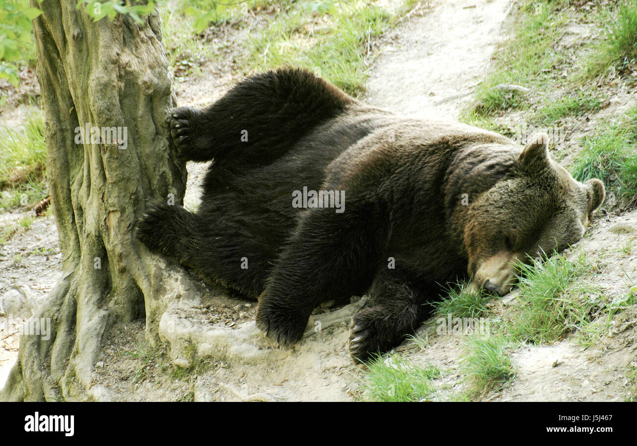 animal bear sleep sleeping predator facilitate ease resting relax ...
