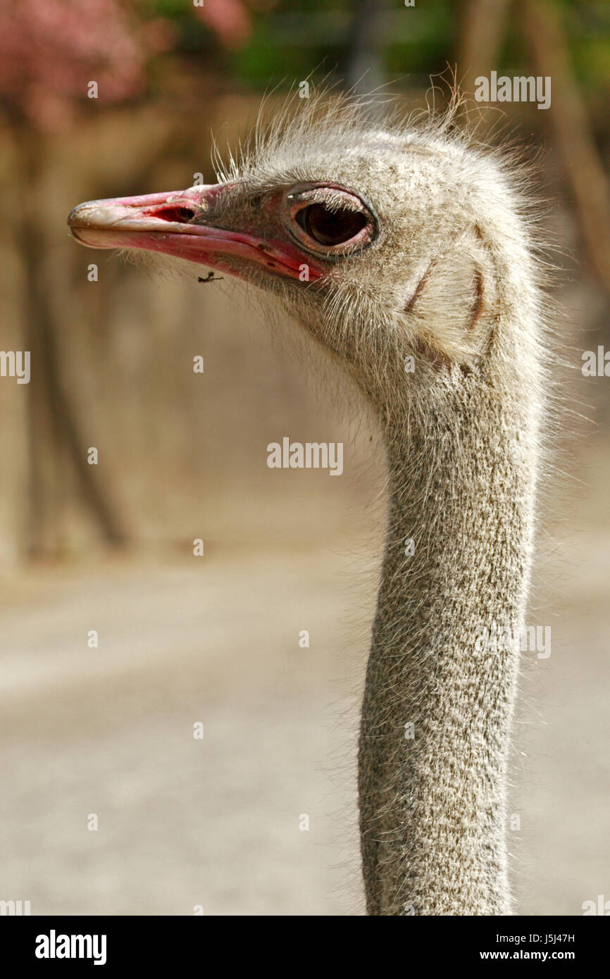 bird curious nosey nosy animals portrait birds eyes hairs look glancing ...