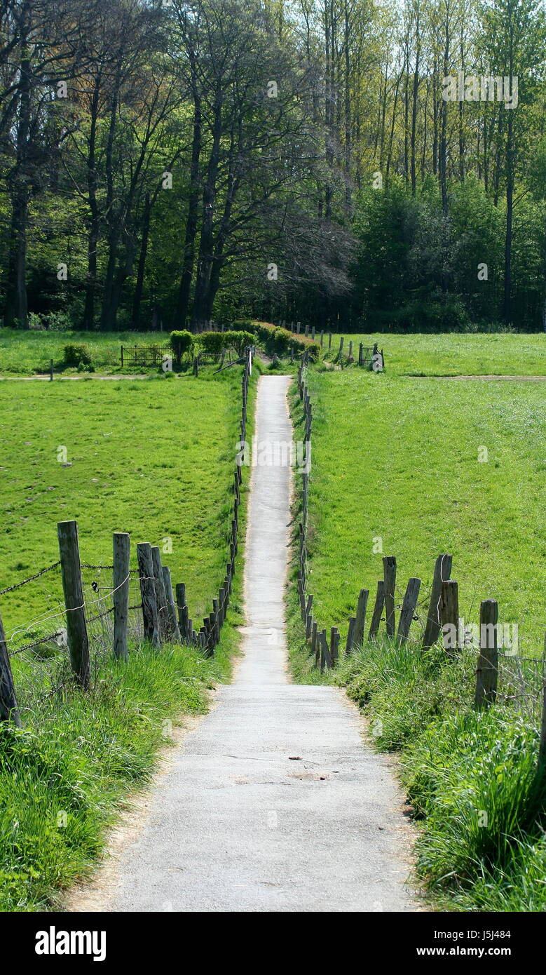 upwards tree trees horizon green spring fence valley straight ahead ...