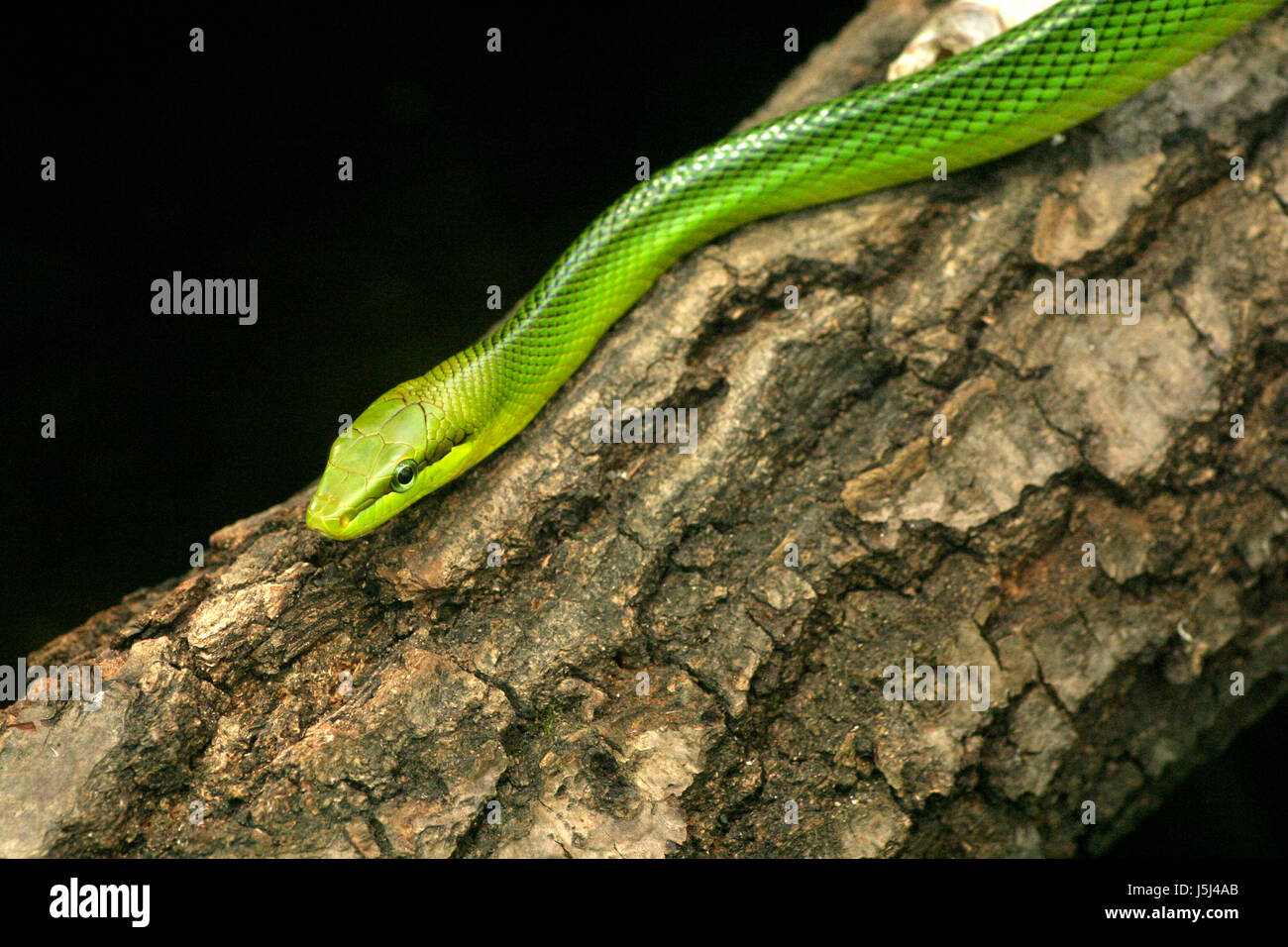 Black tree snake hi-res stock photography and images - Alamy