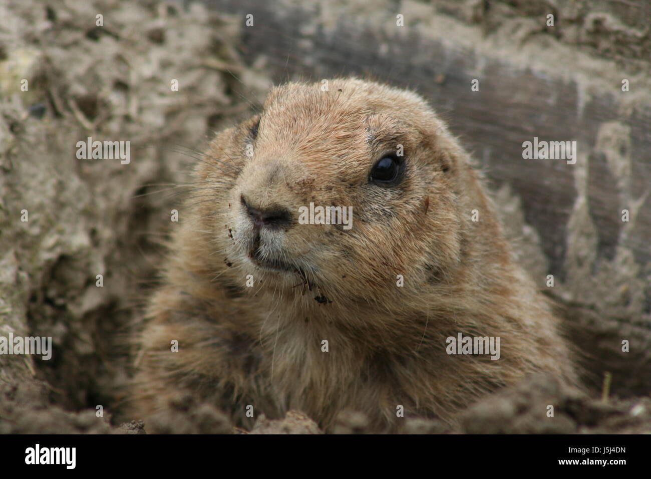 tone in tone Stock Photo - Alamy