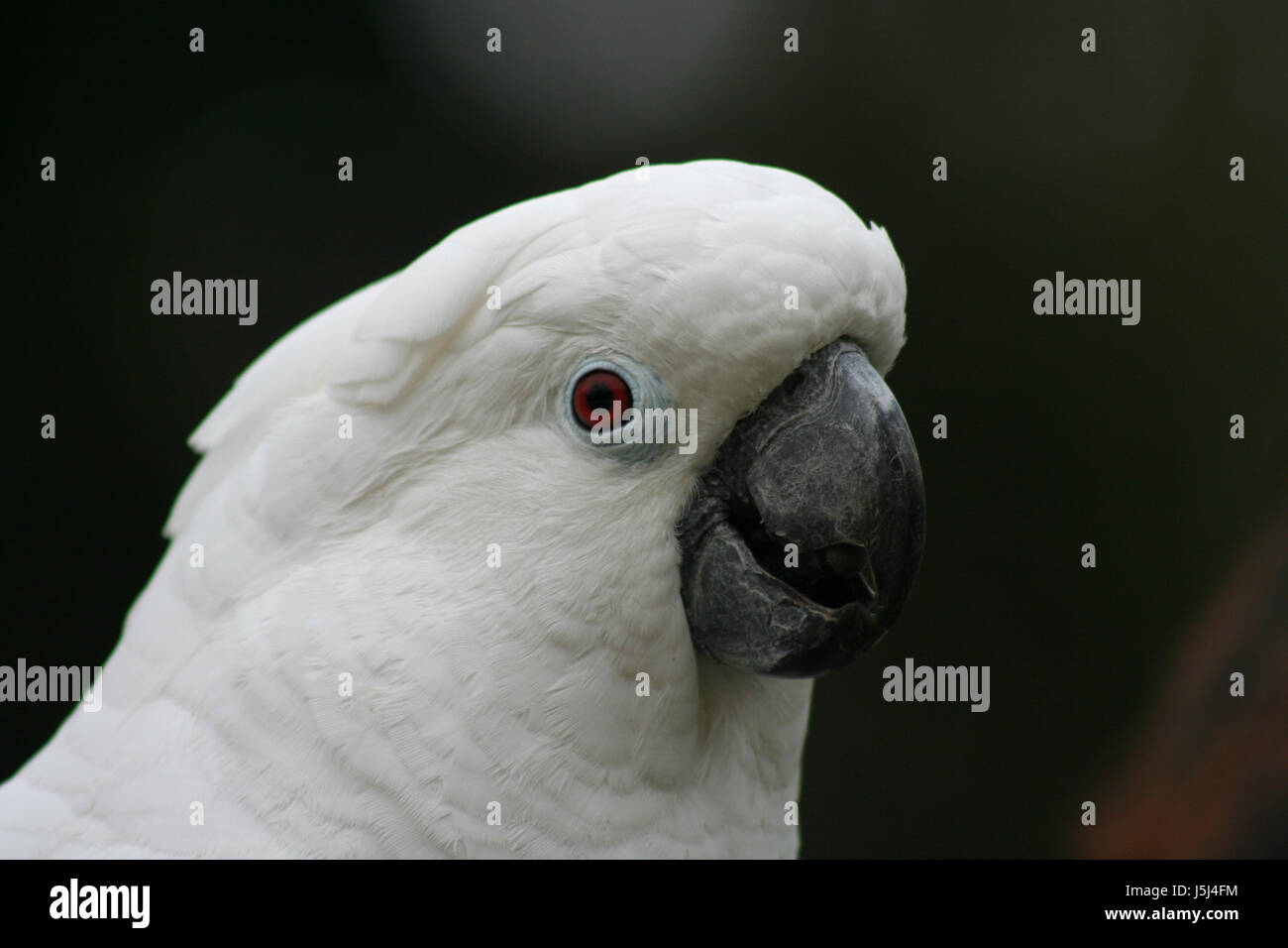 bird birds look glancing see view looking peeking looking at cockatoo ...