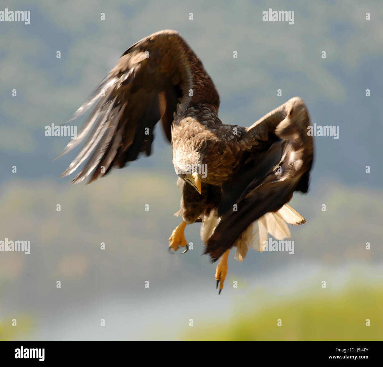 hunter raptor birds of prey feathering wildlife eagle approach emperor ...