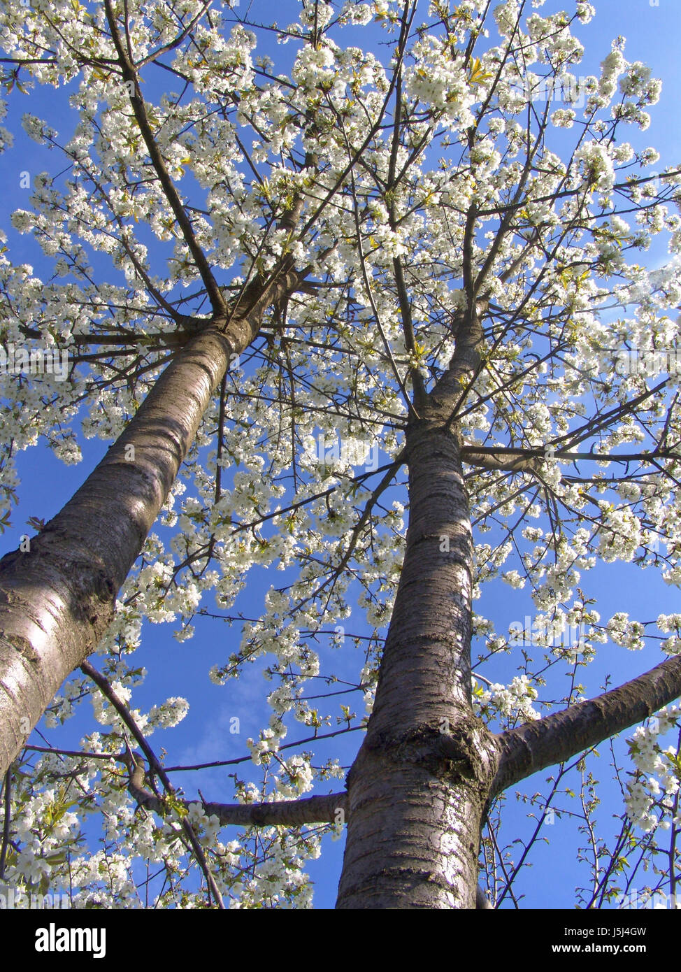 worms eye blue tree bloom blossom flourish flourishing blank european ...