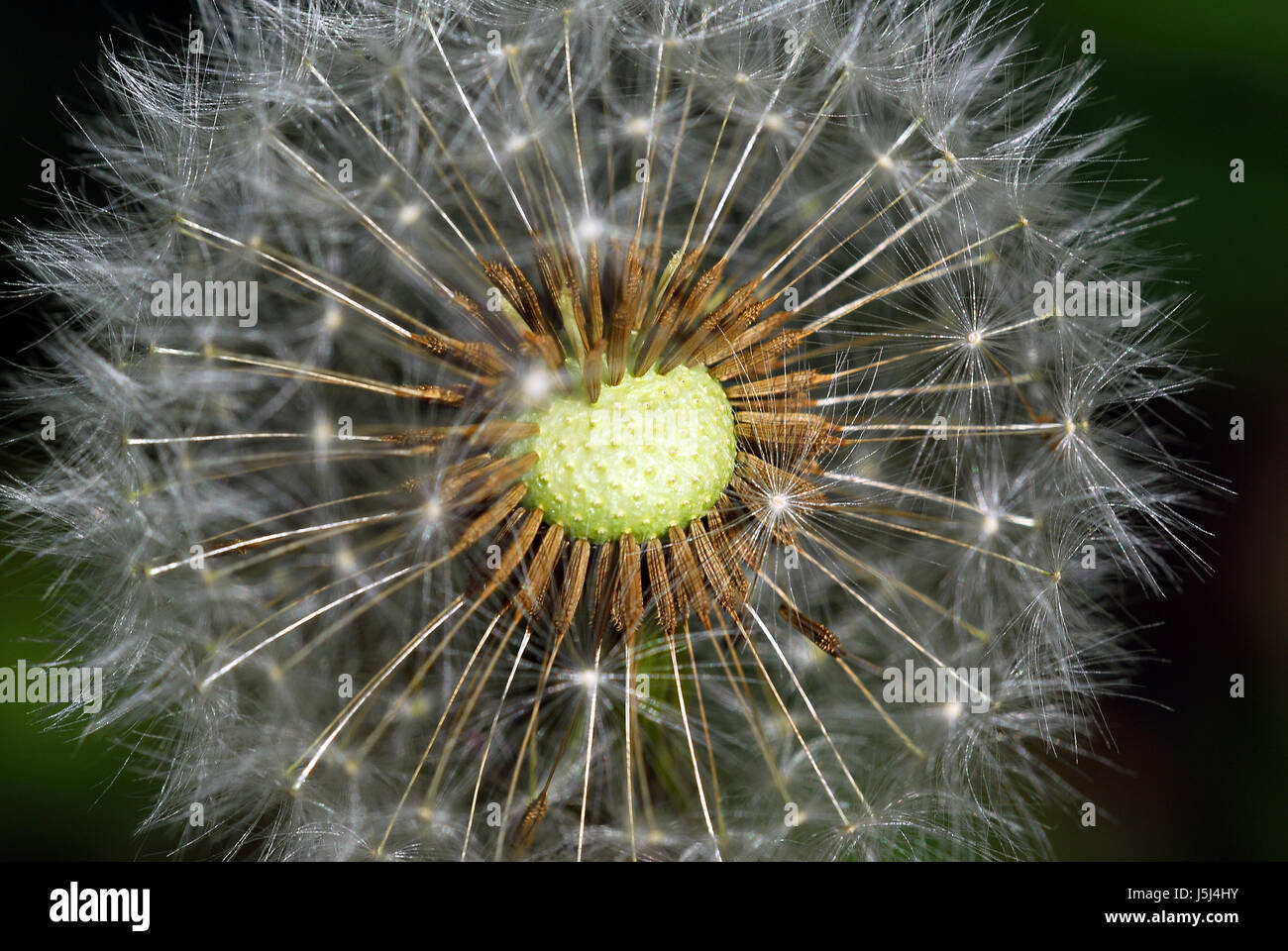 Flight seeds hi-res stock photography and images - Alamy