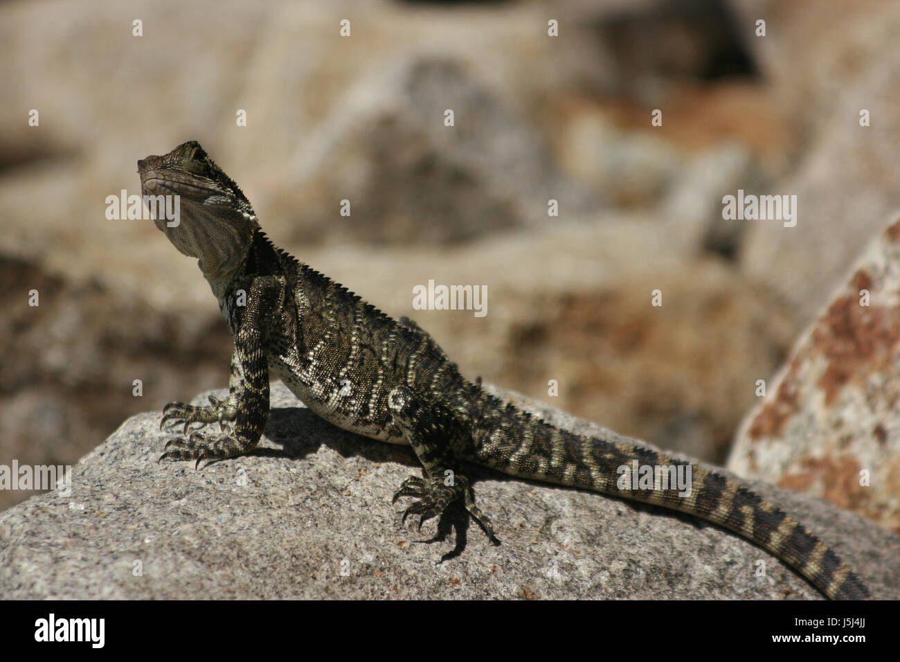 environment enviroment stone animal reptile lizard saurian eye organ ...