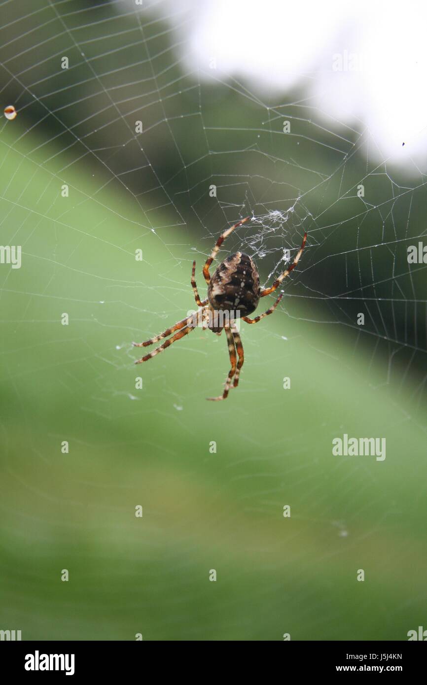 legs tree garden spider eight shrub prey booty long gardens internet ...